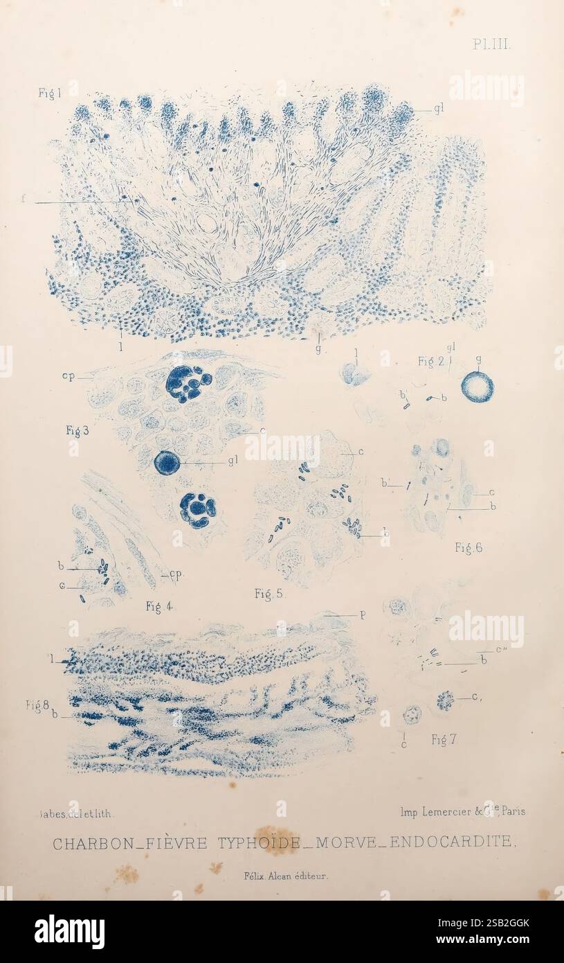 Les bactéries et leur rôle dans l'anatomie et l'histologie ...