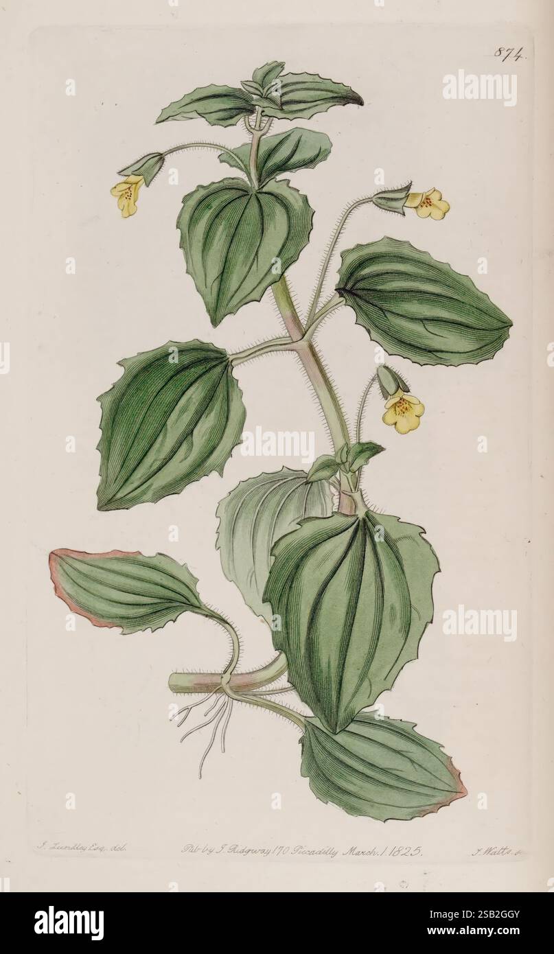 The Botanical Register London, Printed for James Ridgway, 1815-1828 ...
