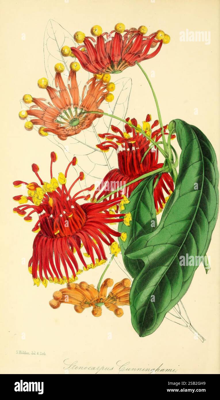 Paxton's magazine of botany London Orr and Smith botany periodicals ...