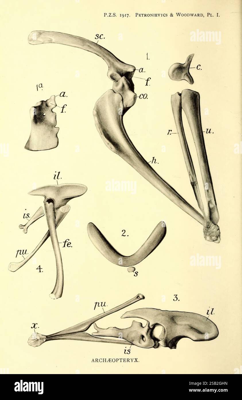 The illustration features a detailed anatomical study of various ...