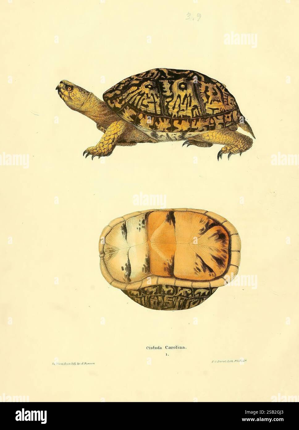 North American herpetology. v.3. Philadelphia, J. Dobson, 1836-1840 ...