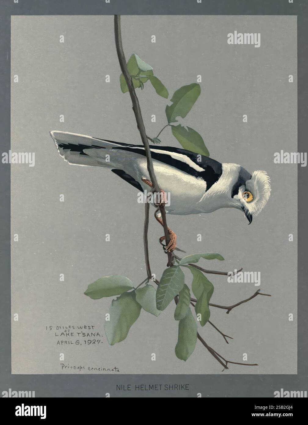 Nile helmet shrike perched hi-res stock photography and images - Alamy