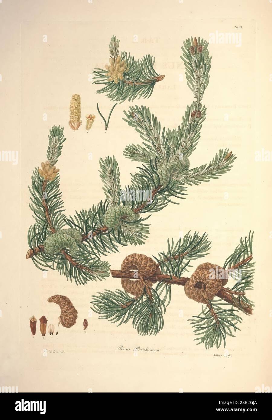 Smaller reproductive structures hi-res stock photography and images - Alamy