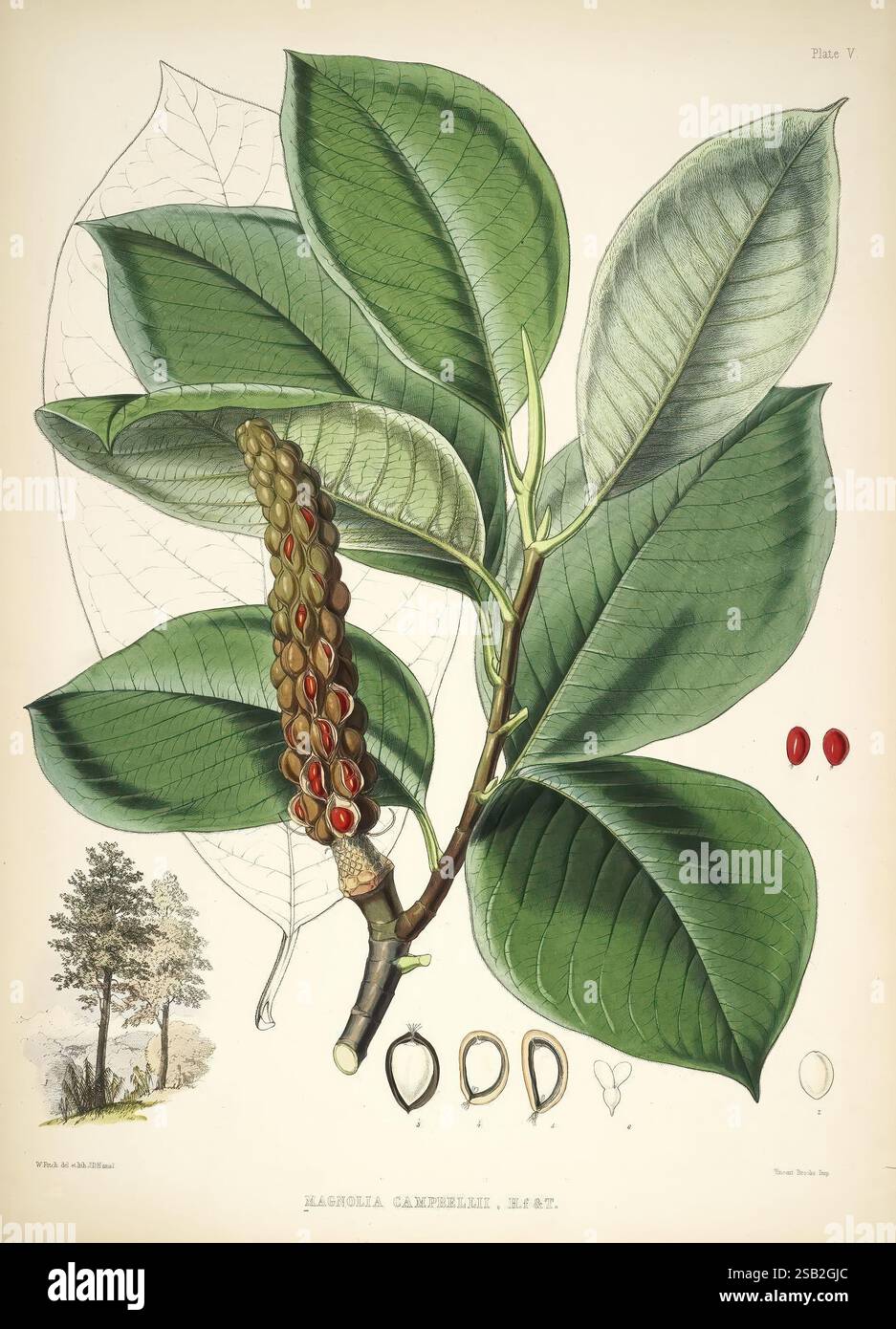 Illustrations of Himalayan plants, London, L. Reeve, 1855, Himalayan ...