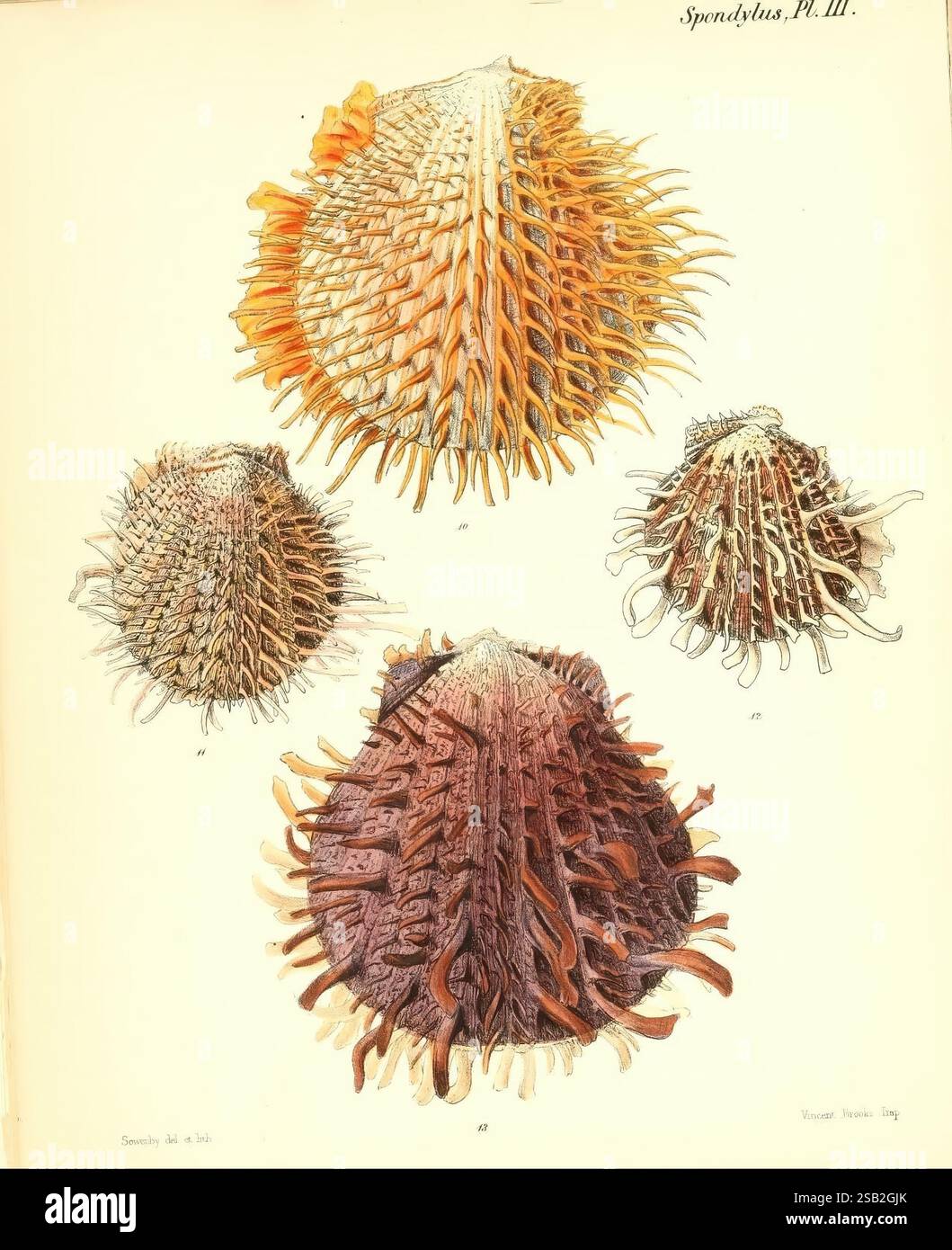 Larger oyster hi-res stock photography and images - Alamy