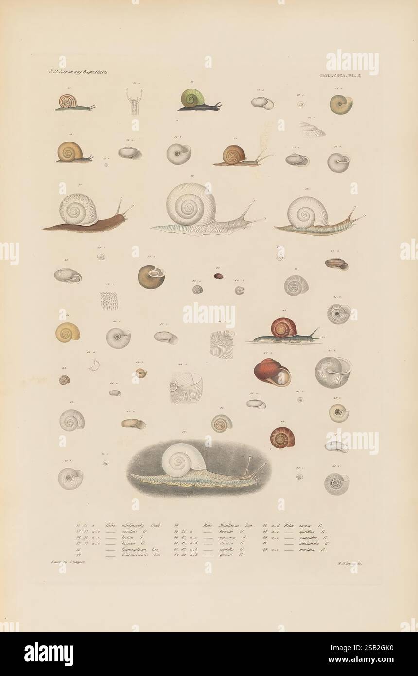 Mollusca, Shells, Boston, Gould & Lincoln, 1852, Mollusks, An intricate ...