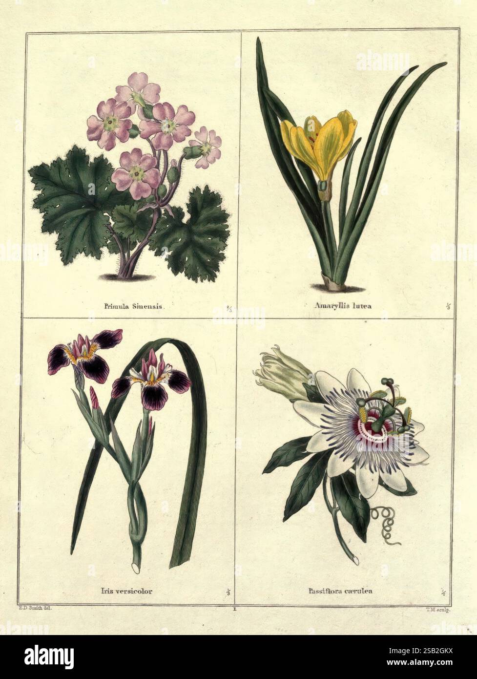 Anantha lata hi-res stock photography and images - Alamy