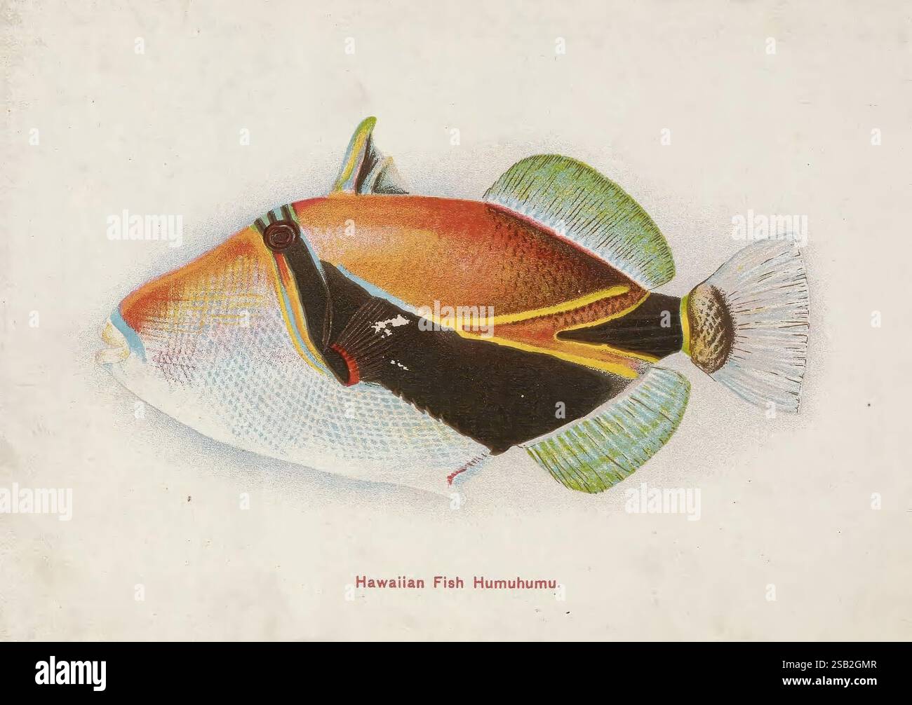 Fishs unique markings hi-res stock photography and images - Alamy