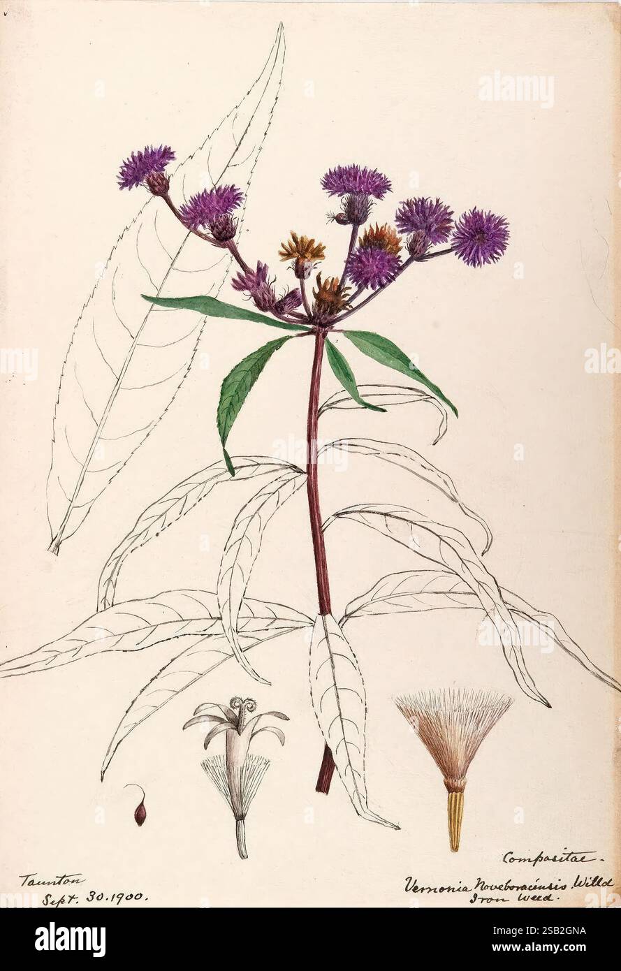 Plants dispersal mechanism hi-res stock photography and images - Alamy