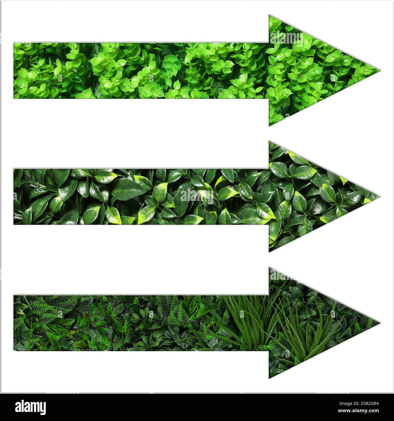 Arrows with green leaves of different plants inside isolated on white ...