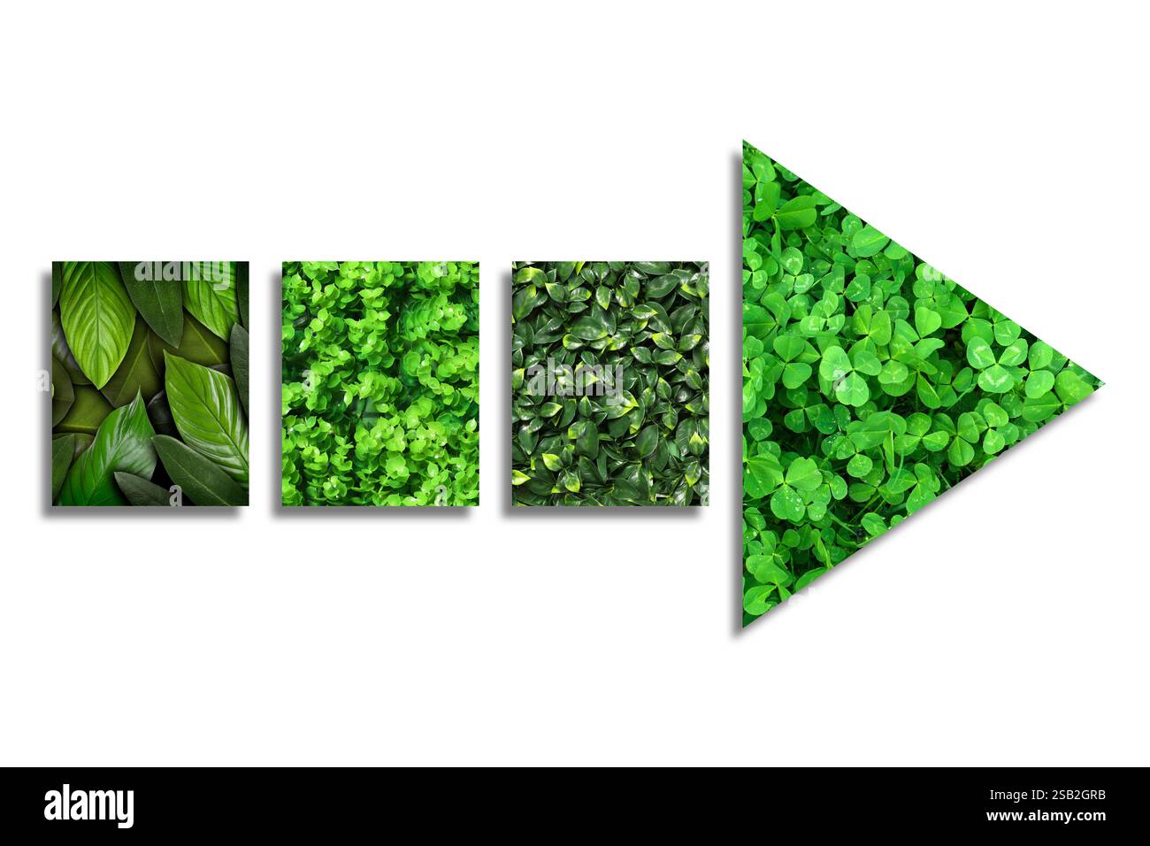 Arrow with green leaves of different plants isolated on white Stock ...