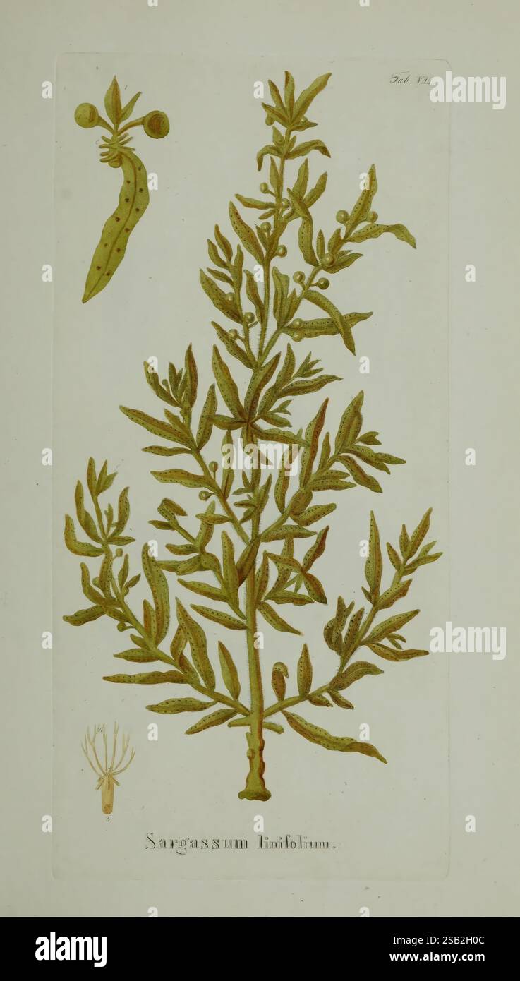 Sargassum linifolium hi-res stock photography and images - Alamy