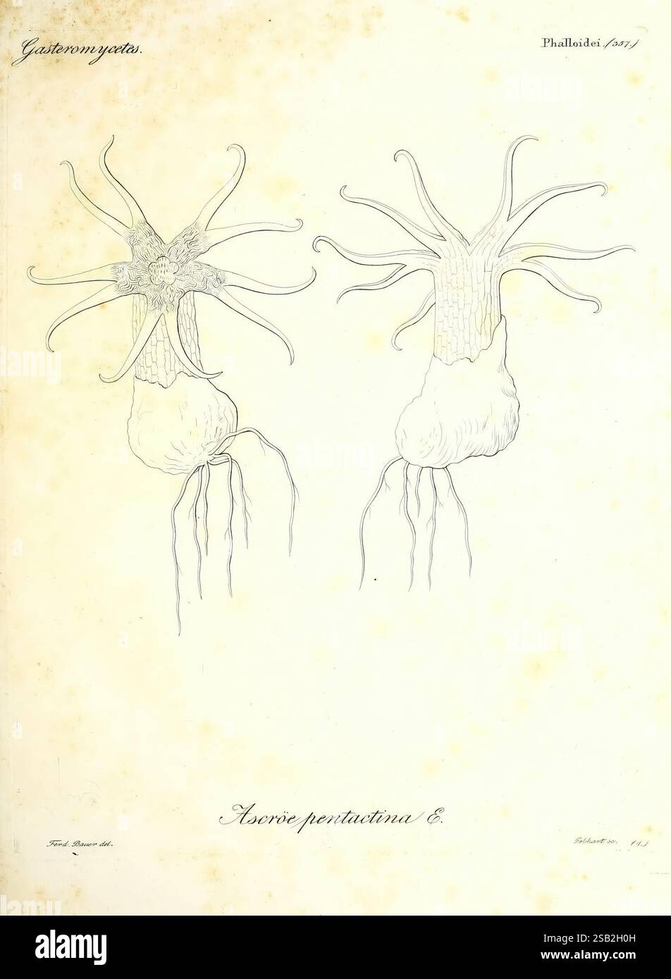 Bulbous base attached hi-res stock photography and images - Alamy