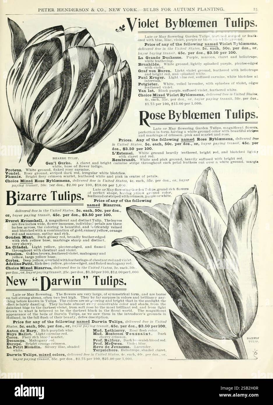 Various tulip varieties suitable hi-res stock photography and images ...