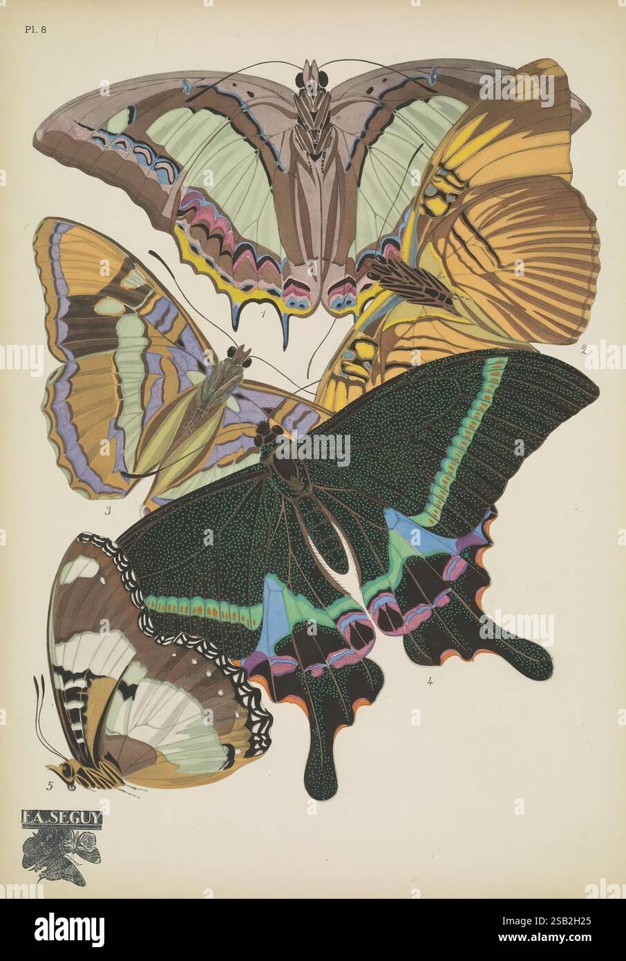 Papillons, Paris, Tolmer [ca. 1925], butterflies, insects, arthropoda ...