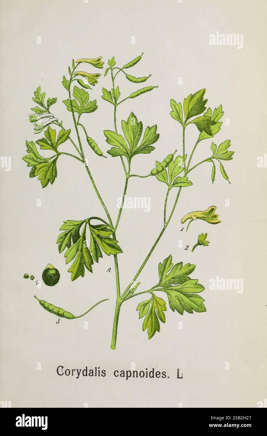 Contributiuni la flora Judetului Neamt, București, Speranta, 1908 ...