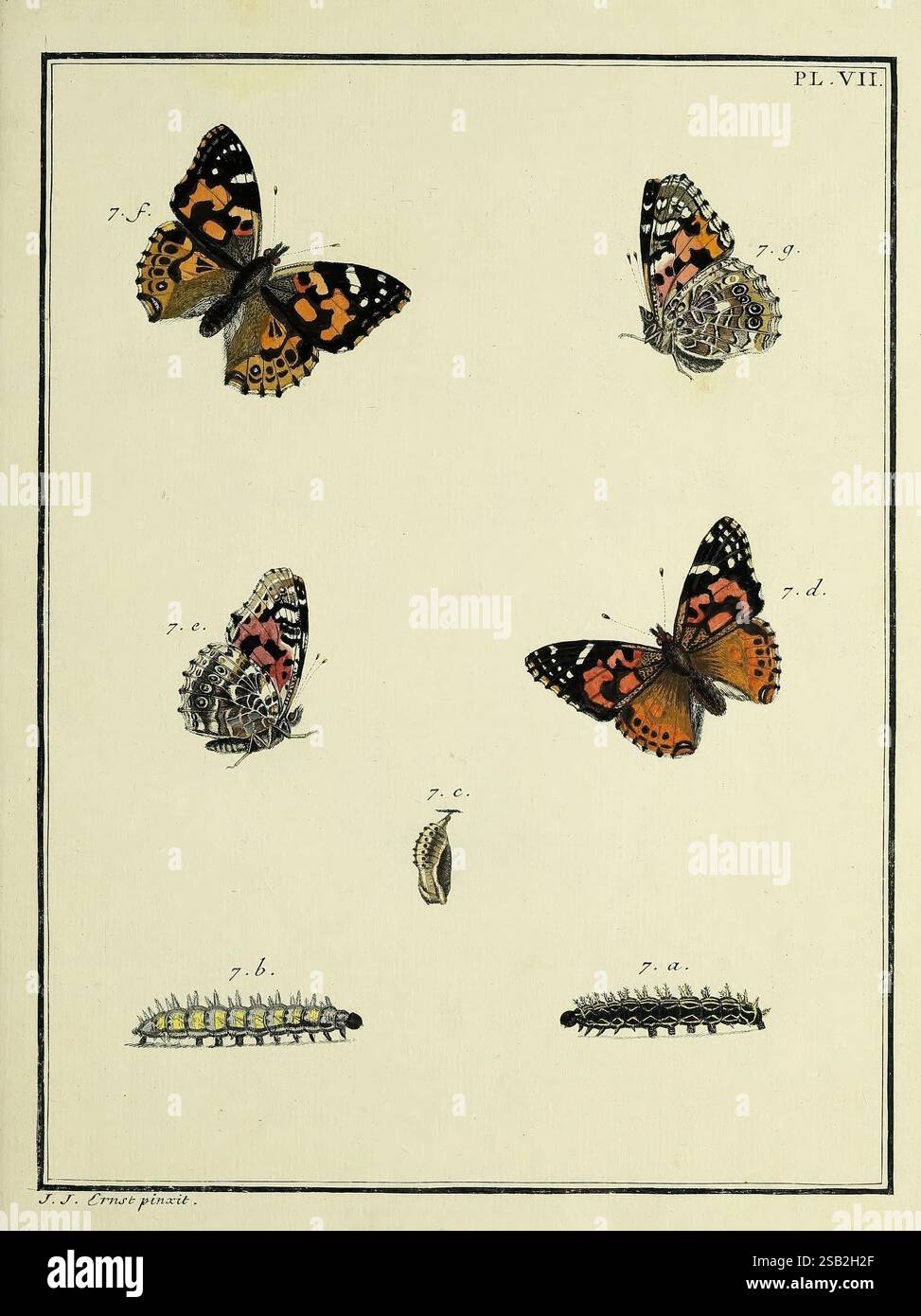 Papillons d'Europe peints d'après nature A Paris Chez P.M. Delaguette ...