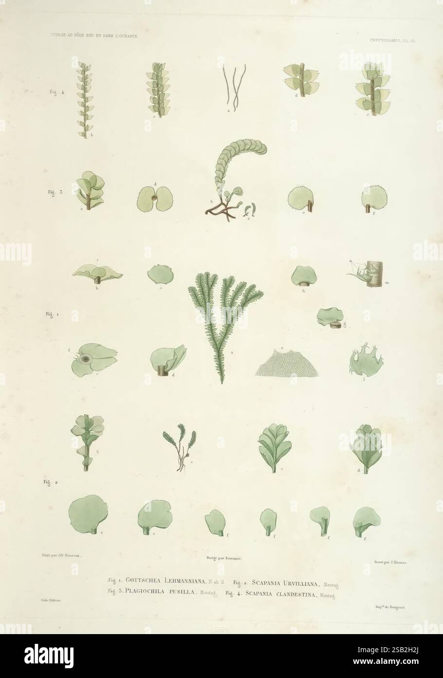 Botanique, Paris, Gide et Cie, 1845-1853., A detailed botanical ...