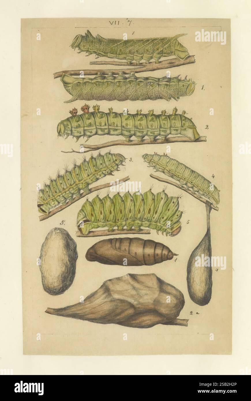 Lepidoptera, manuscript. [between 1873-1883?]. Lepidoptera, lifecycles ...