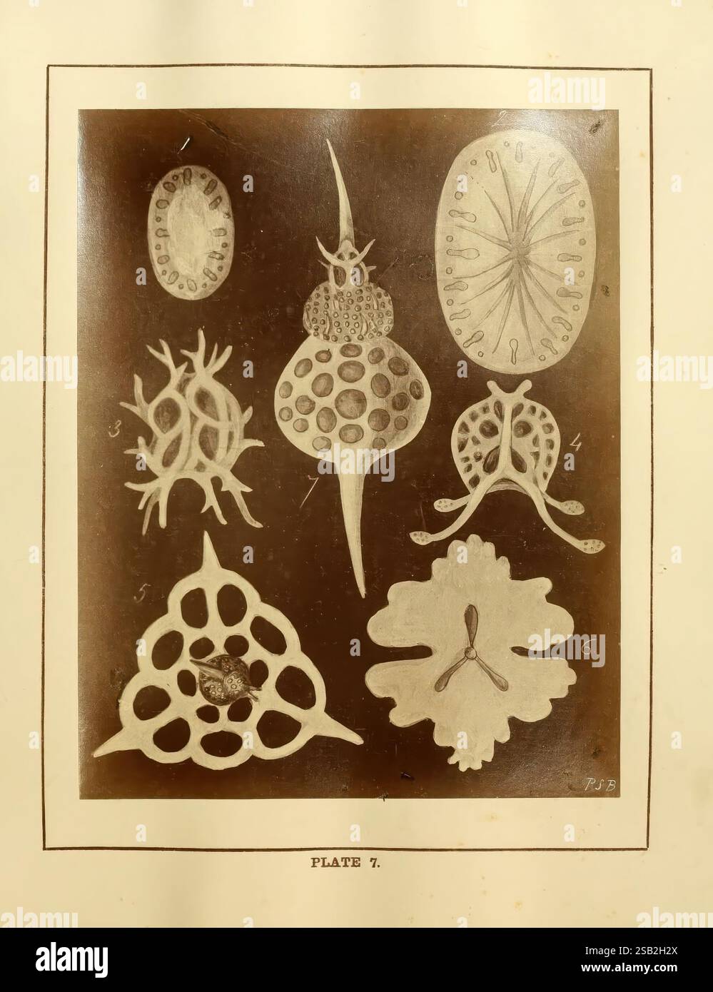 Barbados polycystid fossil protozoa fossil radiolaria museum hi-res ...