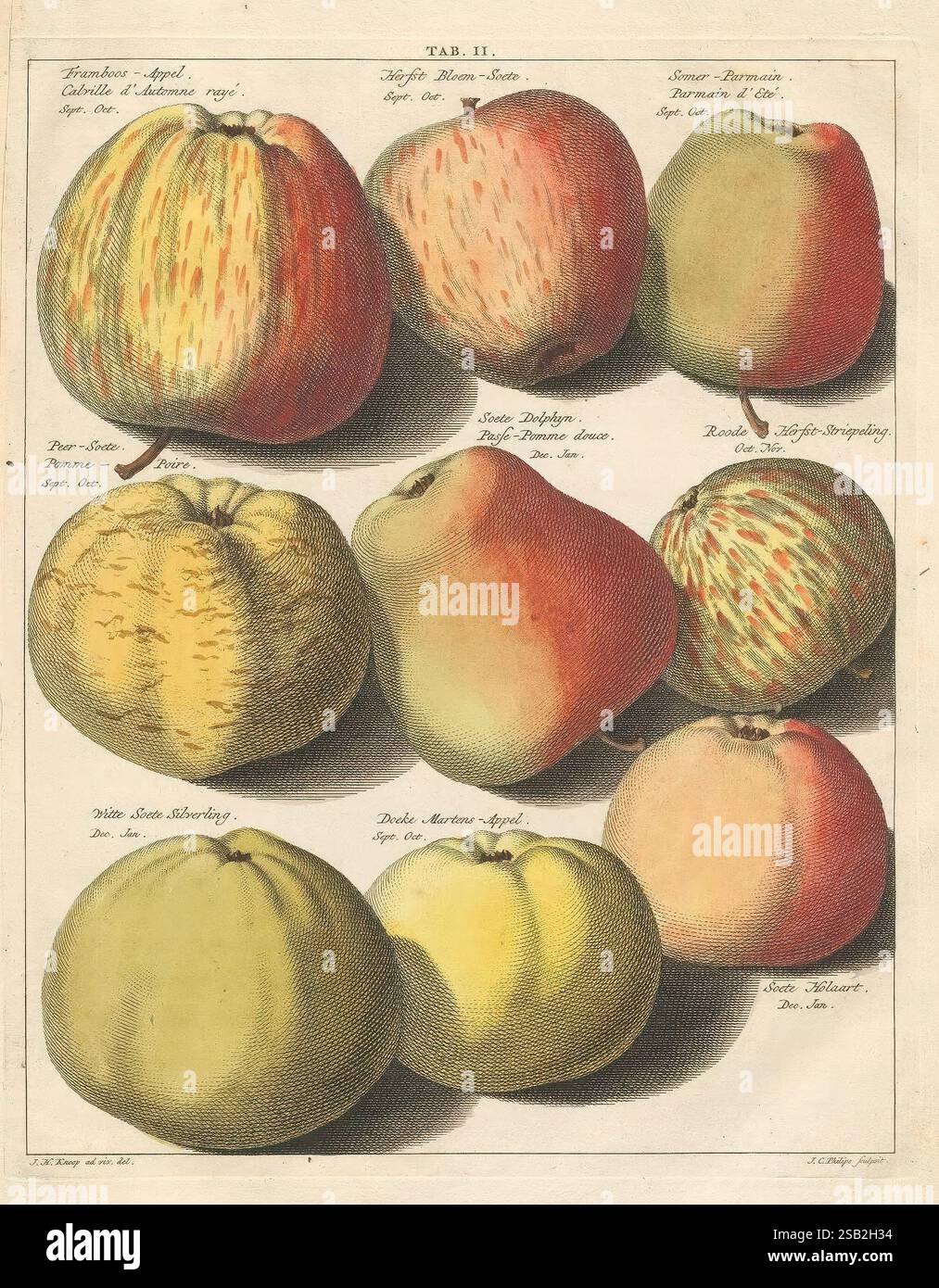 Various apple varieties displayed hi-res stock photography and images ...