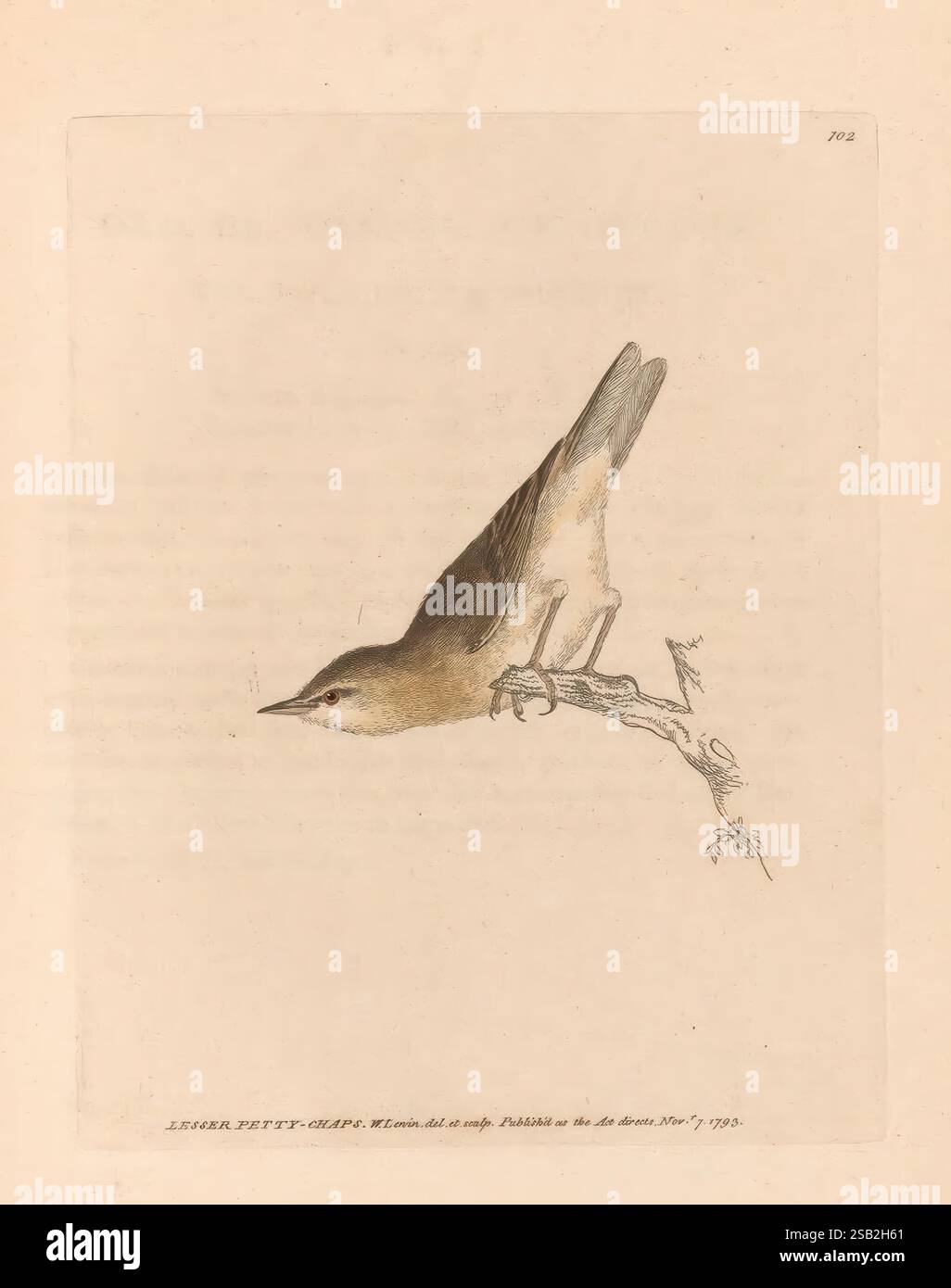 The birds of Great Britain, 1795-1801, Museum of Comparative Zoology, A ...