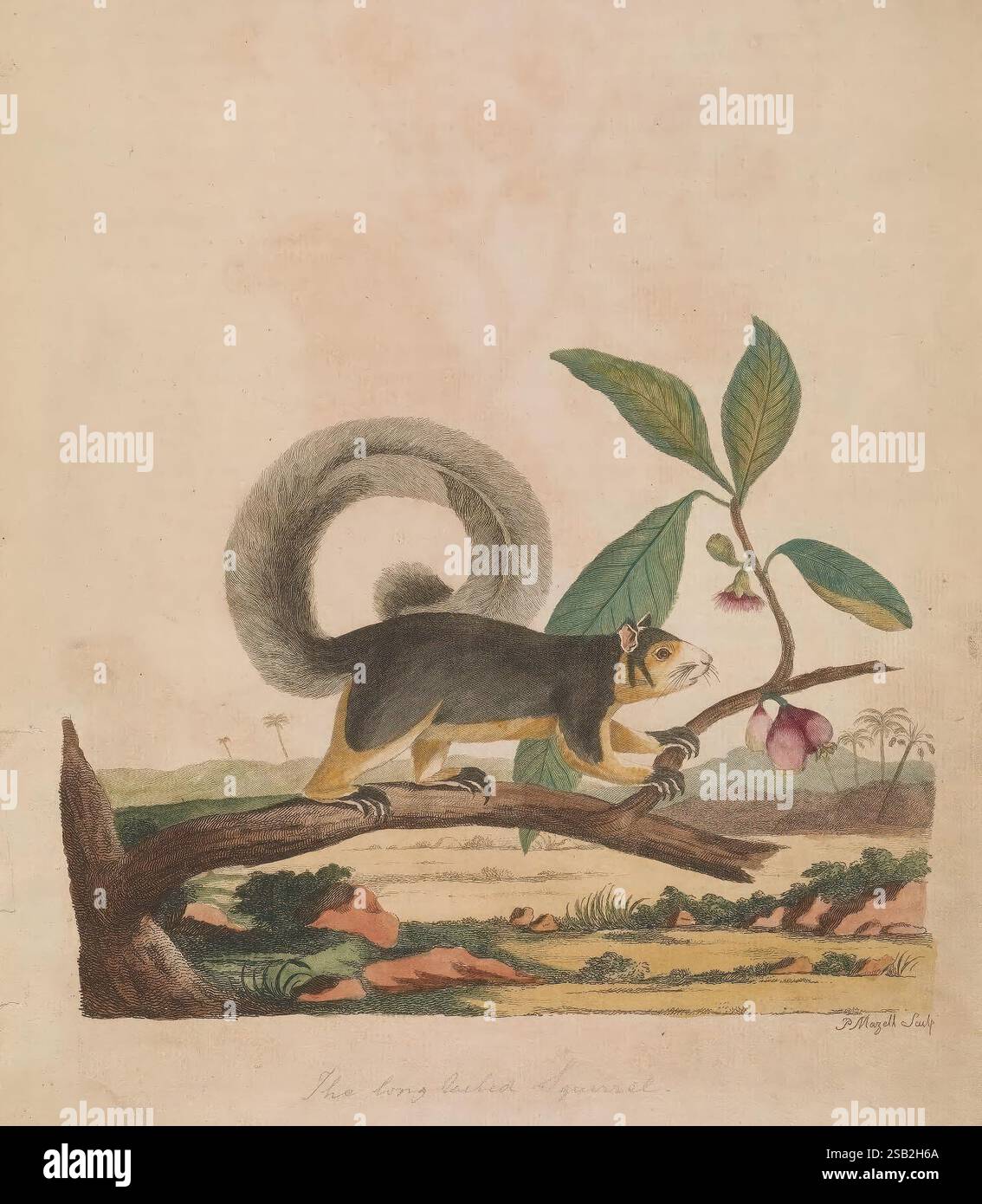 Identified 1769 birds india zoology squirrel hi-res stock photography ...