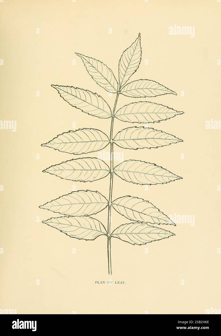 British Trees, London, Hutchinson, 1907. Great Britain, Trees, A ...