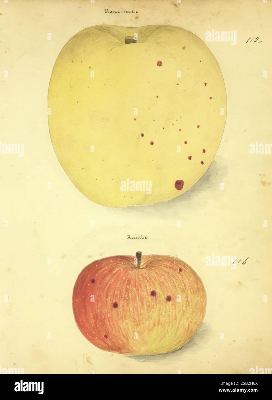 Classification of fruit varieties hi-res stock photography and images ...