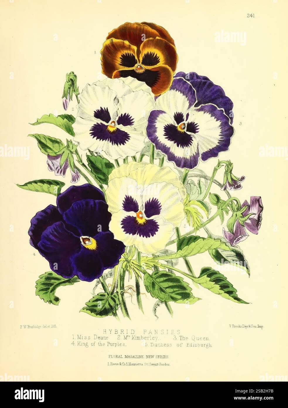 The floral magazine, London, L. Reeve & Co, flower gardening, flowers ...