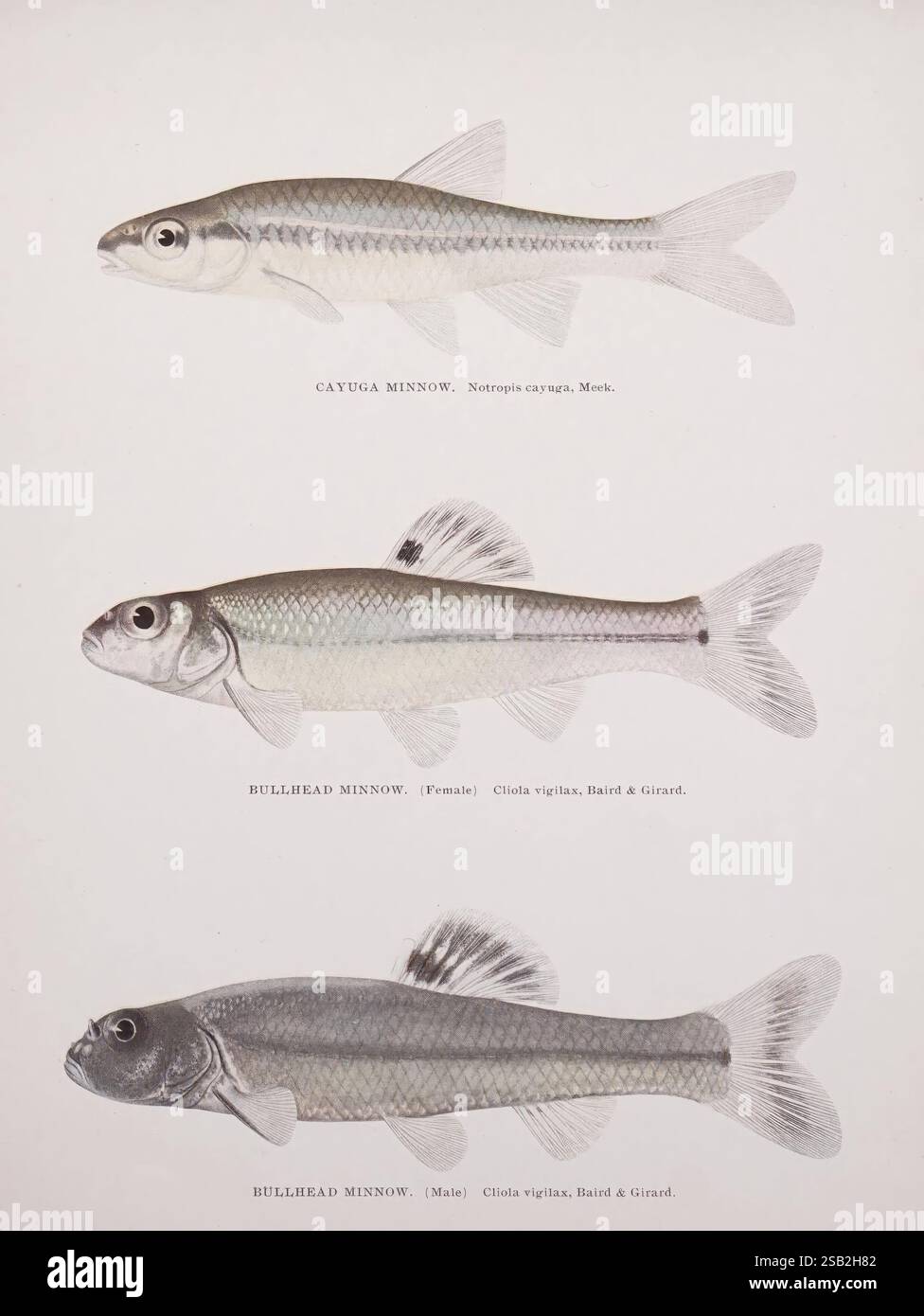 Sample, plates, of, Illinois, fishes, Urbana, Ill, c1903, fishes ...