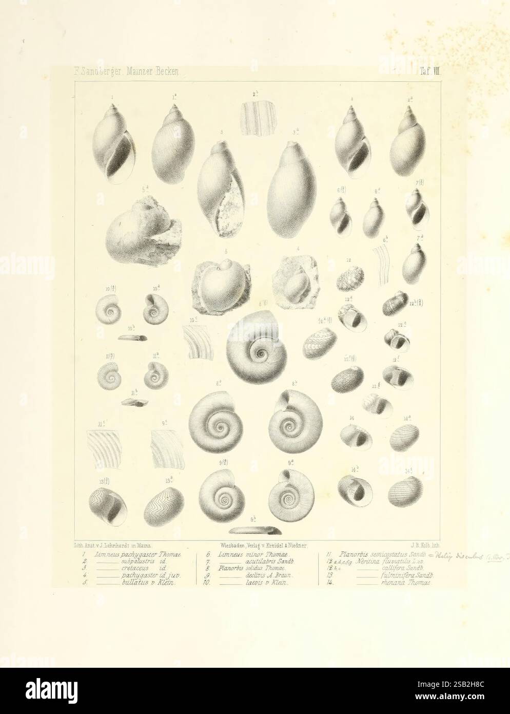 Die, conchylien, des, Mainzer, Tertiärbeckens, Wiesbaden, Kriedel, und ...