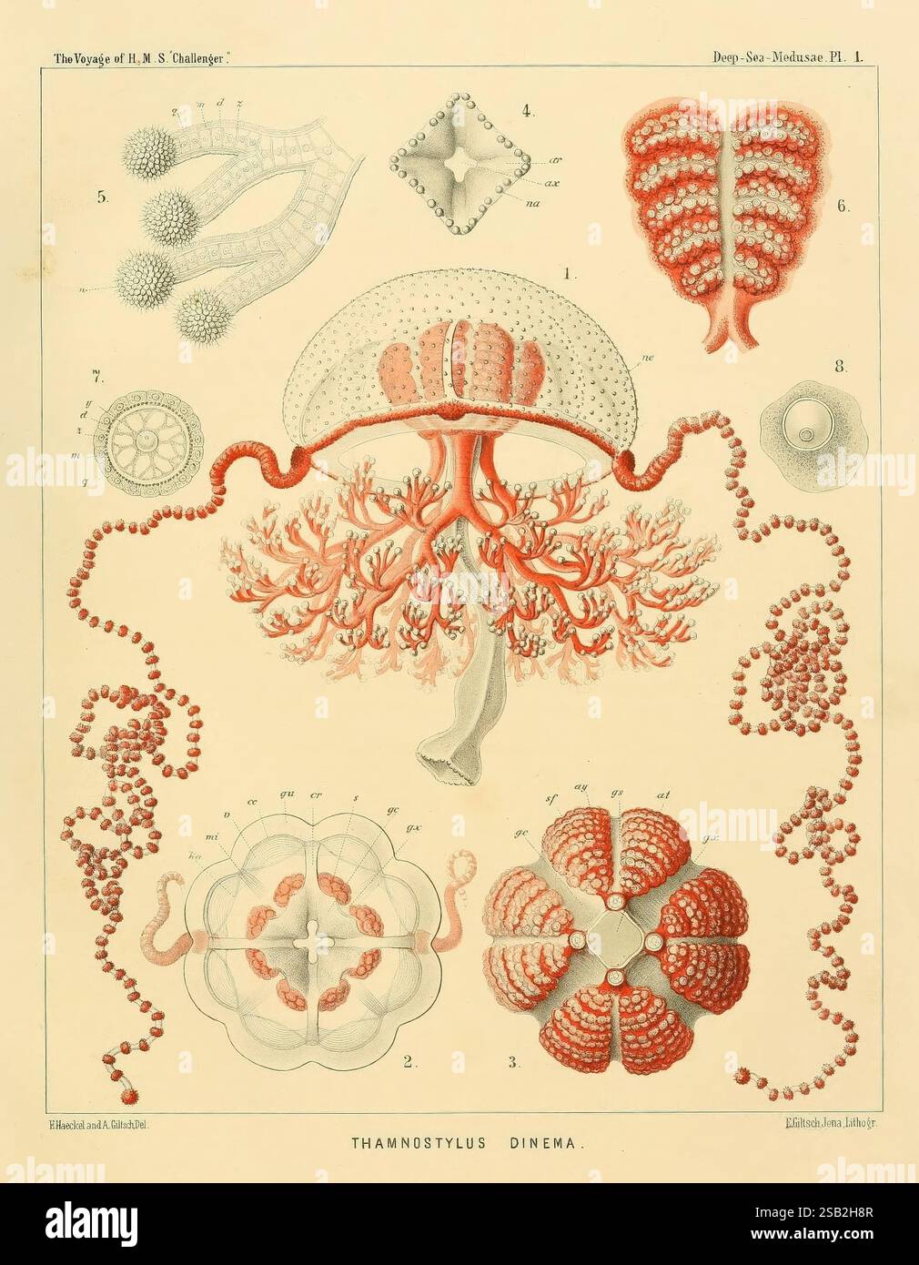 Polyp arrangements hi-res stock photography and images - Alamy