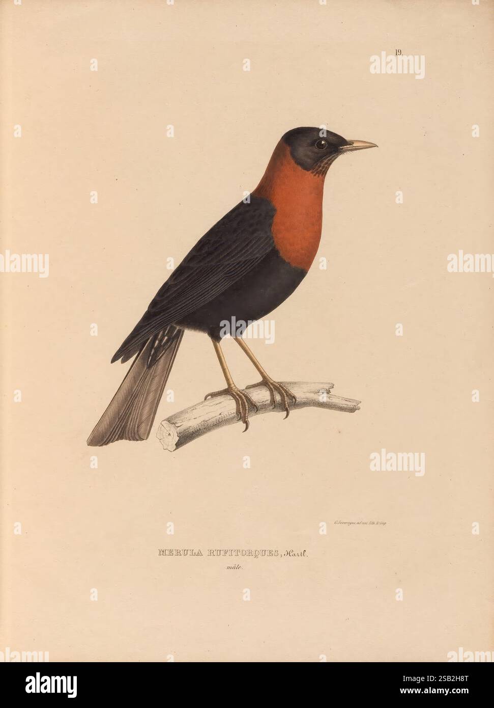 Rich rust colored chest hi-res stock photography and images - Alamy