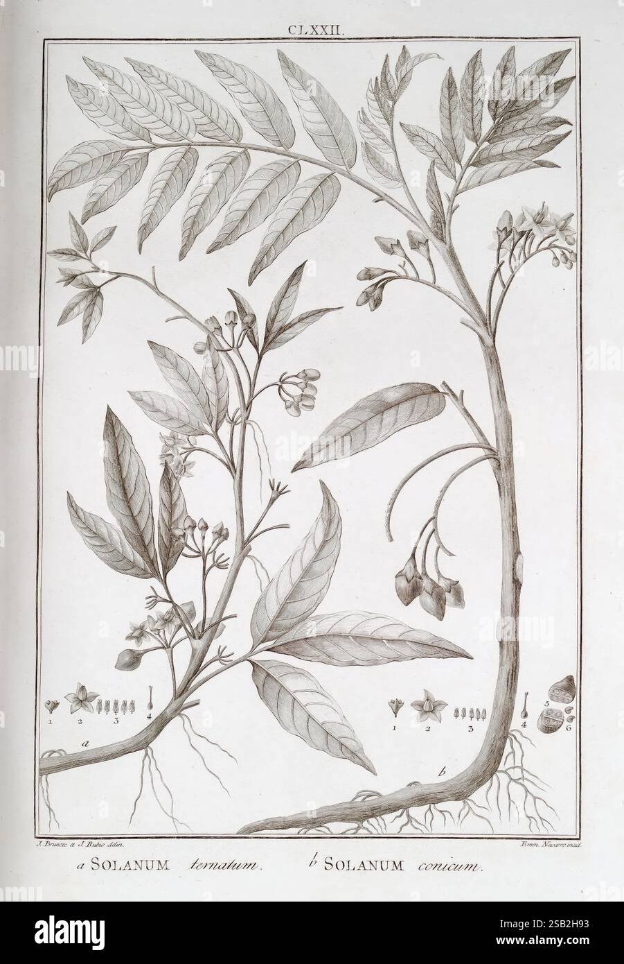 Flora Peruviana, et Chilensis, sive, Descriptiones et icones plantarum ...