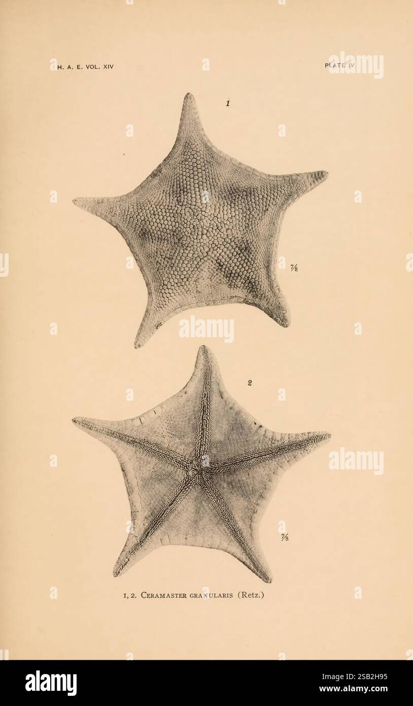 Starfish exhibits hi-res stock photography and images - Alamy