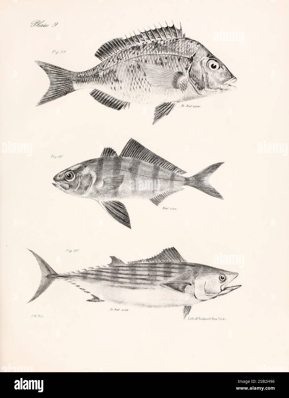 Zoology of New York, Albany, W. & A. White & J. Visscher, 1842-44 ...