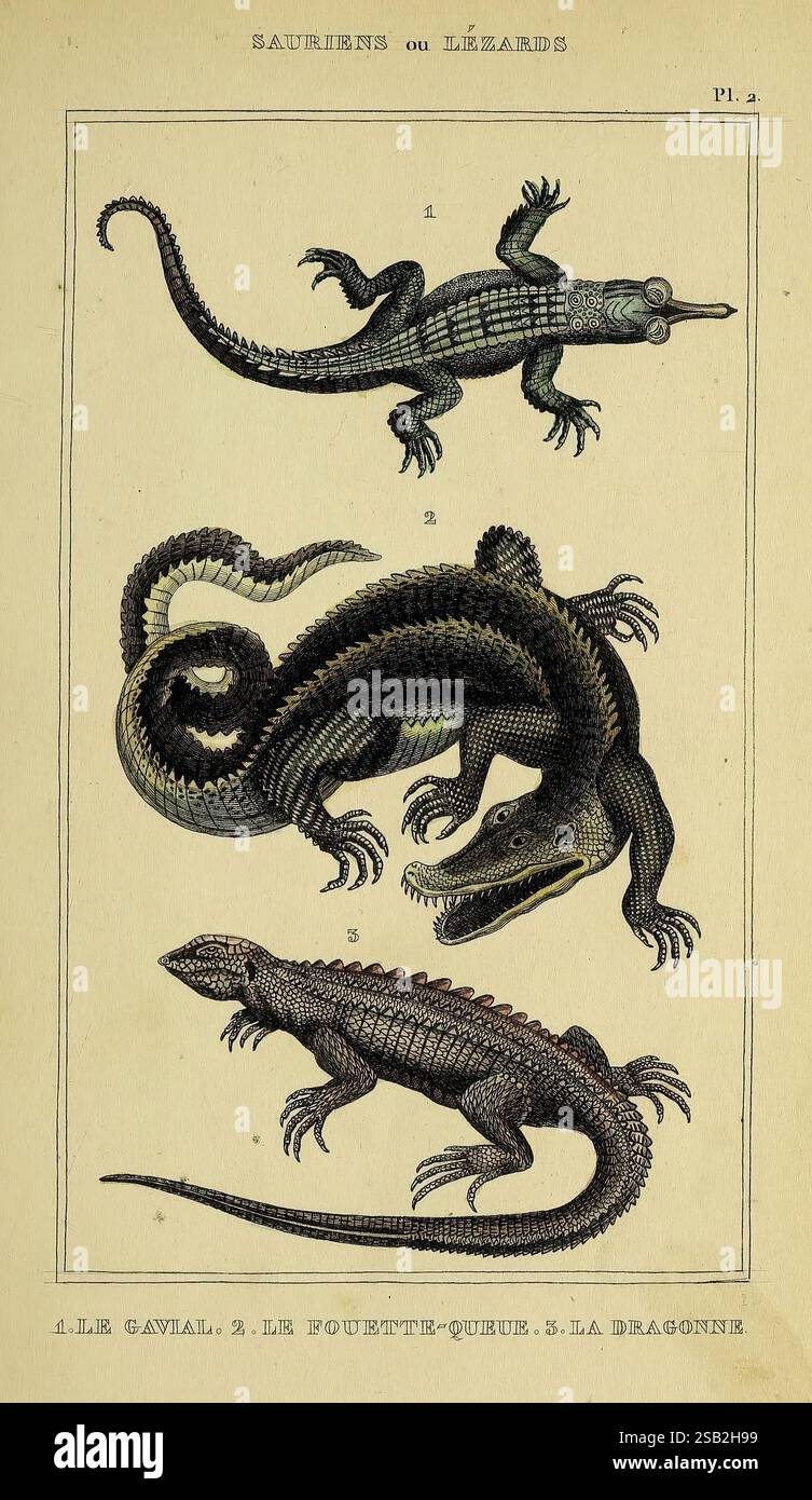 Oeuvres du comte de Lacépède Paris P. Duménil 1836 Natural history ...