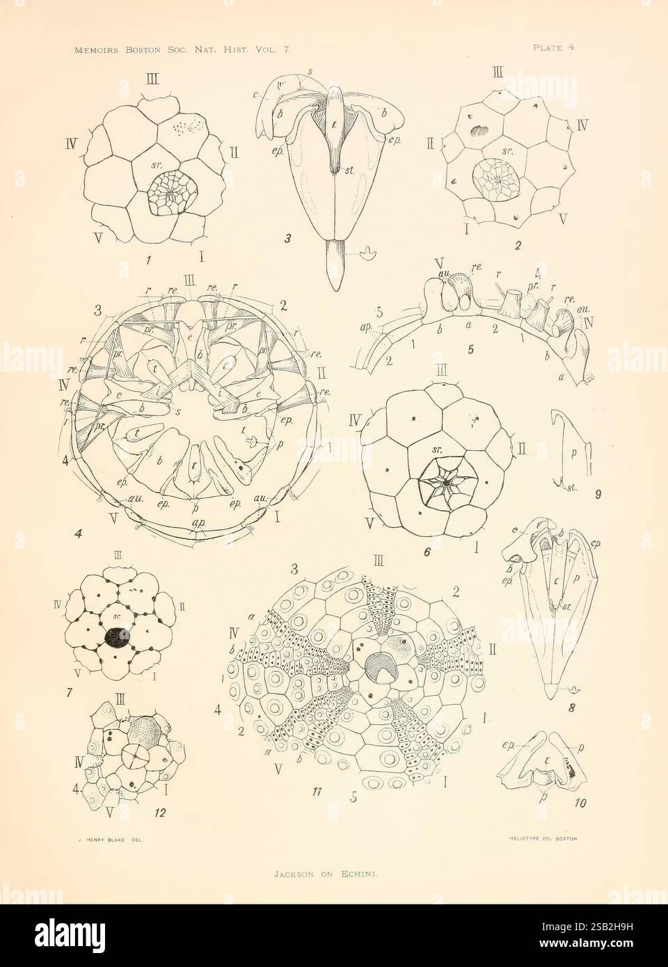 Phylogeny of the Echini, Boston, The Society, 1912, paleontology ...