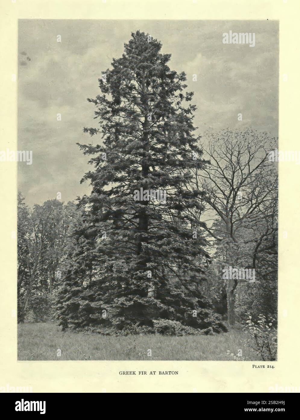 Leafless specimen hi-res stock photography and images - Alamy