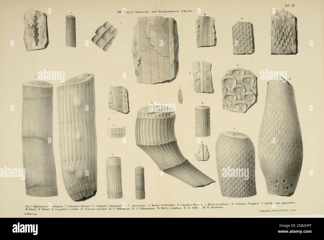 Palaeontographica, Cassel, Theodor Fischer, 1846-1933, 560643, geology ...
