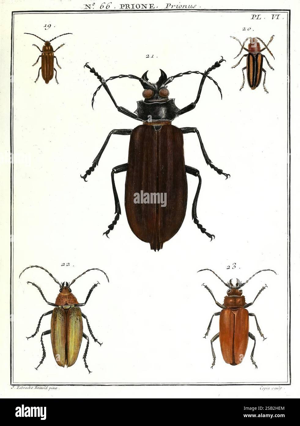 Glossy exoskeleton characteristics hi-res stock photography and images ...