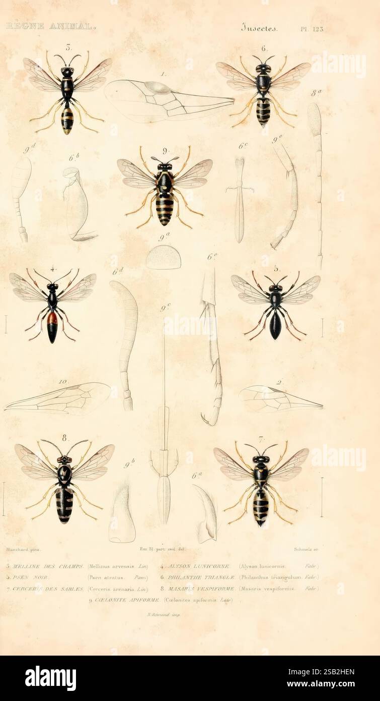 Le règne animal distribué d'après son organisation Paris Fortin Masson ...