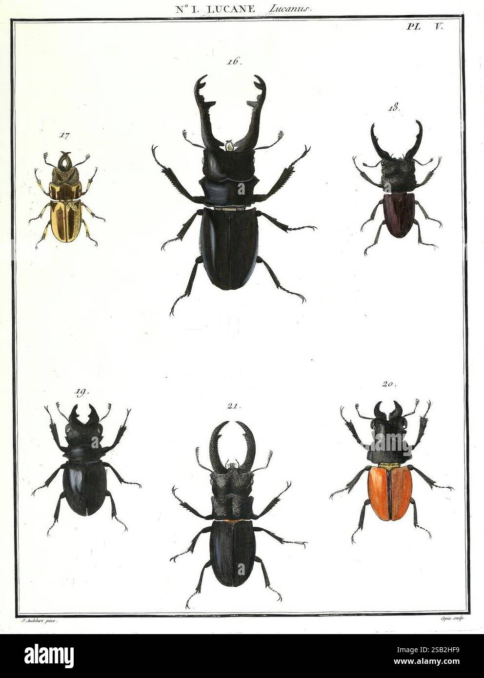 Entomologie ou Histoire naturelle des insectes, Paris, Imp. Baudouin ...