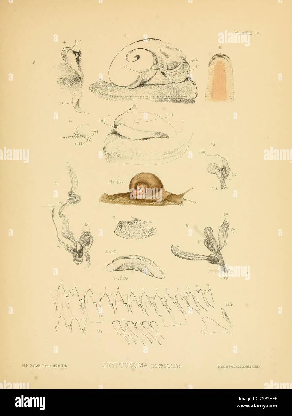 Land and freshwater Mollusca of India London, Taylor and Francis, 1882 ...