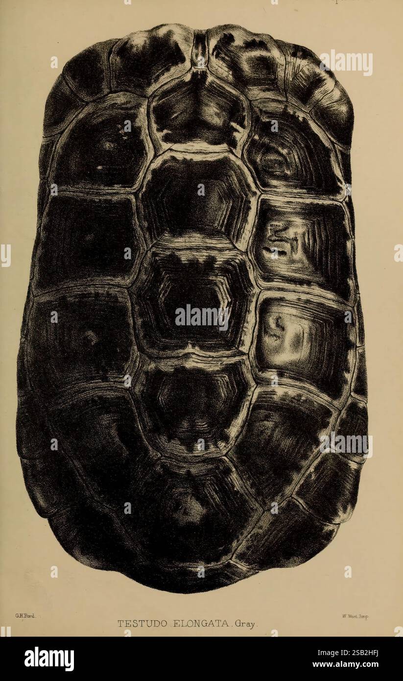 Distinctive hexagonal patterns hi-res stock photography and images - Alamy