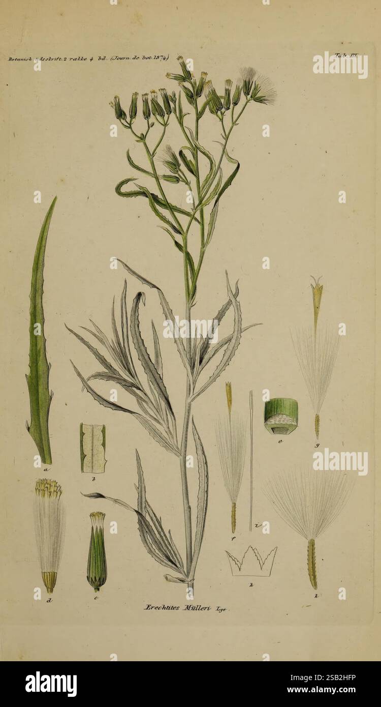 Botanisk Tidsskrift, København, G.E.C. Gads Forlag, 1866-1981, Denmark ...