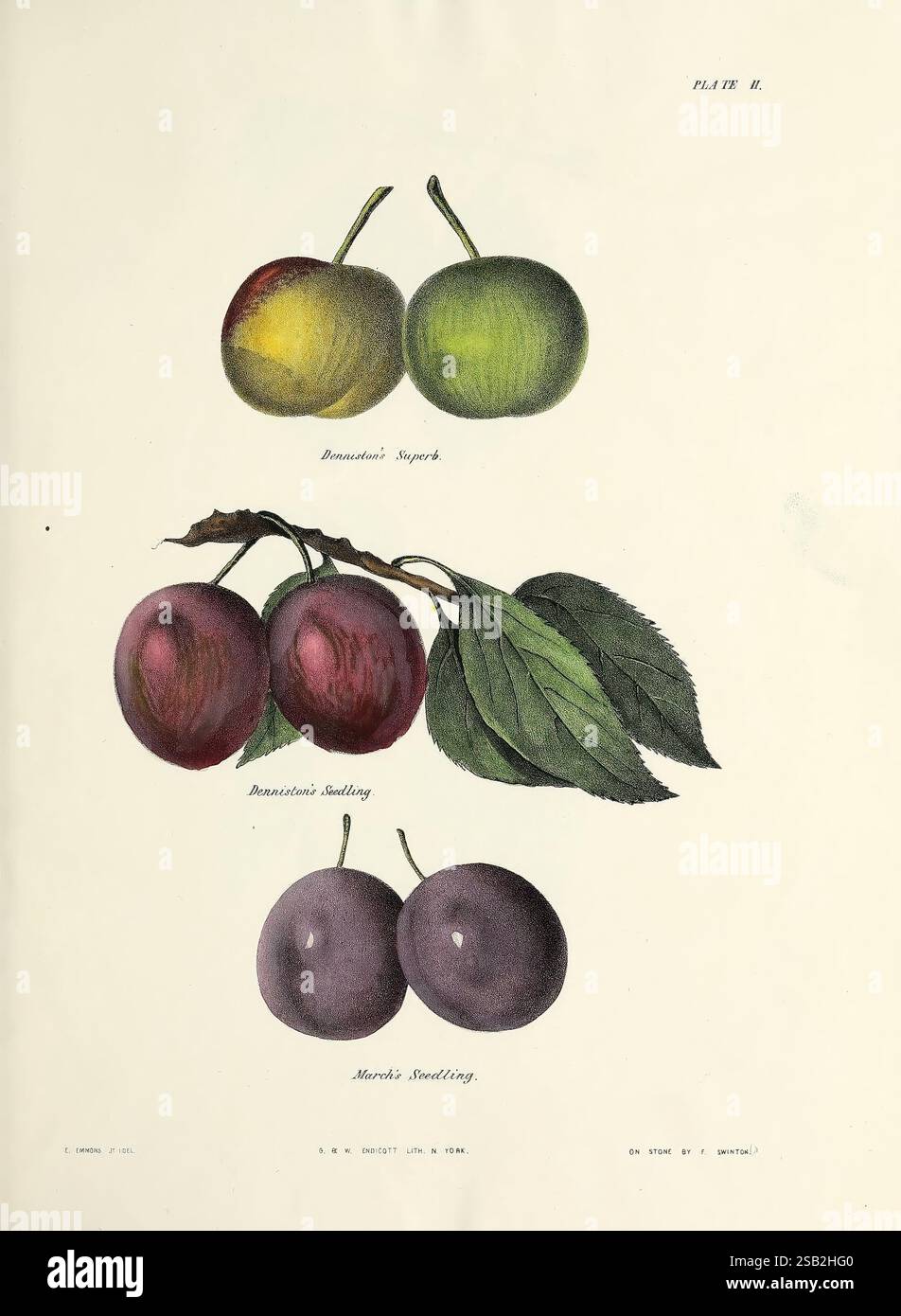 Plum depicted hi-res stock photography and images - Alamy