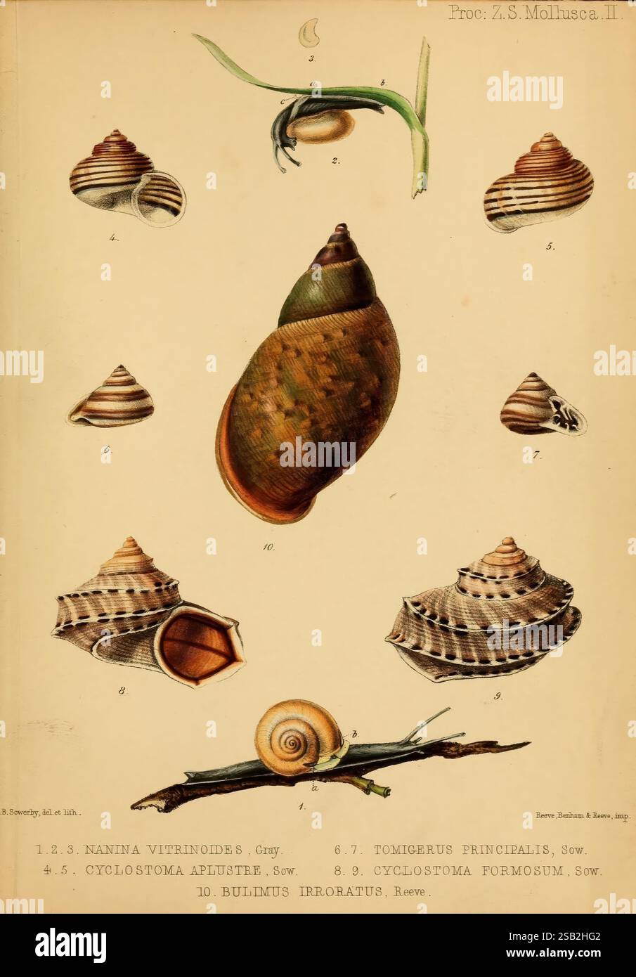 Proceedings of the Zoological Society of London, London, Academic Press ...