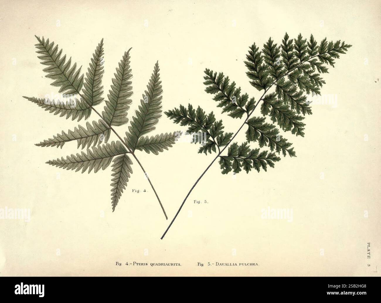 Album of Indian ferns London, W. Day, 1887, botany, india, pictorial ...